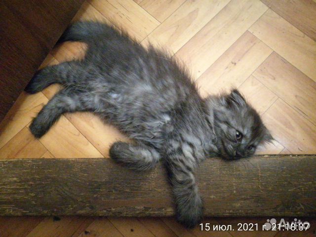 Кошка