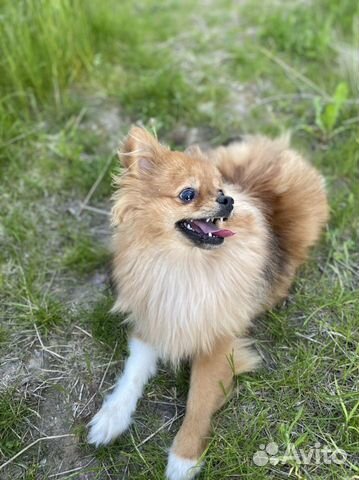 Вязка щпица