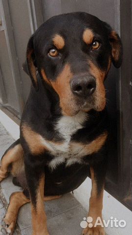 Отдам хорошую собаку собаку