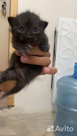 Недавно родившиеся котятки