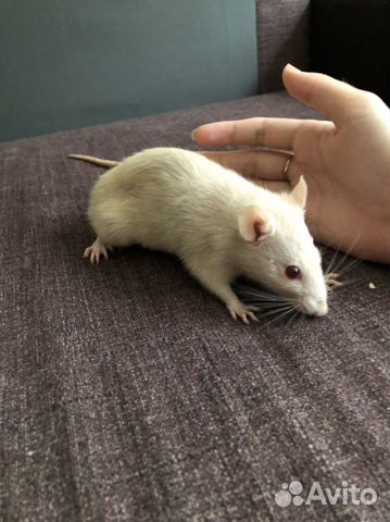 Крысы дамбо с клеткой