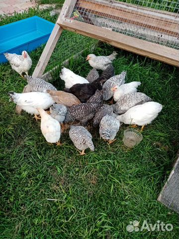 Куры несушки цыплята