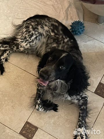 Собака 1,6 года Только в добрые руки