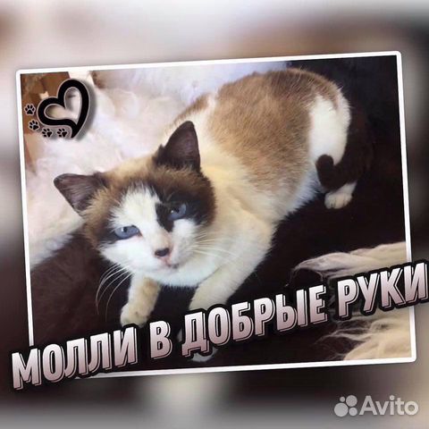 Молли в добрые руки