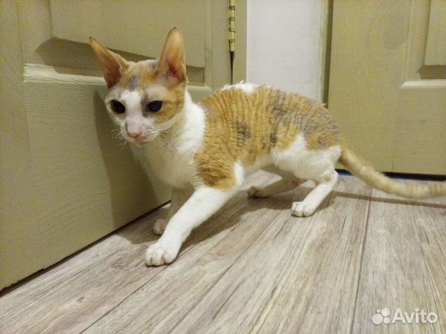 Кошка корниш-рекс