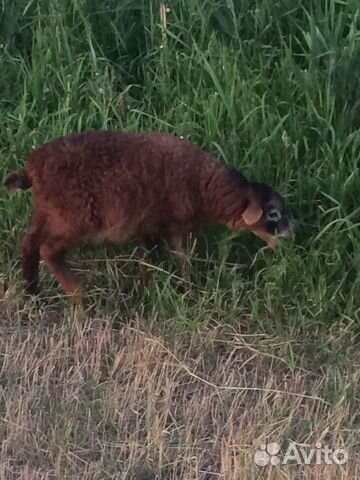 Яненок ярочка 2 мес