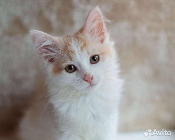 Котенок мальчик