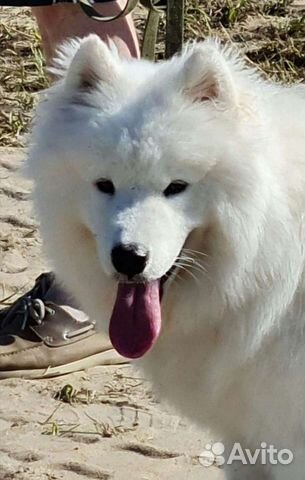 Щенок самоеда