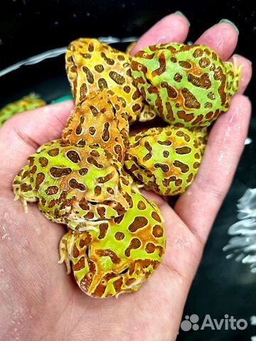 Лягушата Рогатка