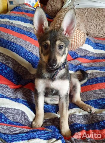 Кристи, девочка 3 месяца, в добрые руки