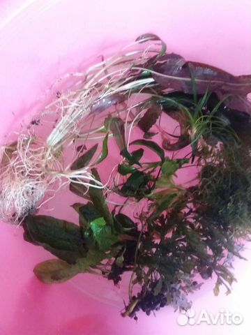 Прлполка аквариумных растений