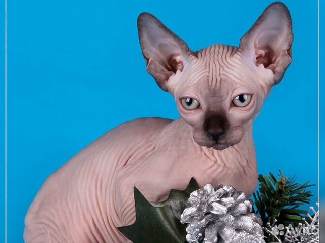 Продается девочка канадский сфинкс