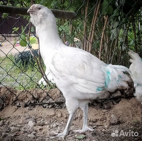 Петухи гергебильская порода