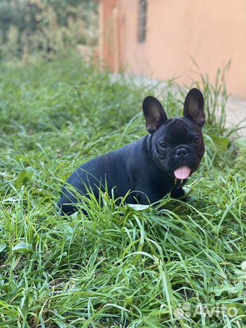 Французский бульдог