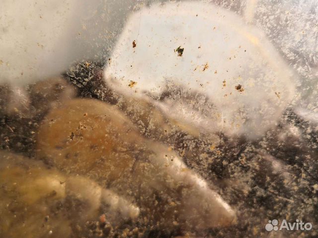 Продам 70 ахатинов с аквариумом