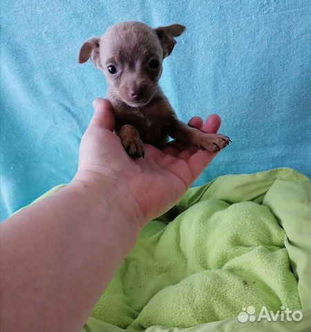 Лиловая очаровашка