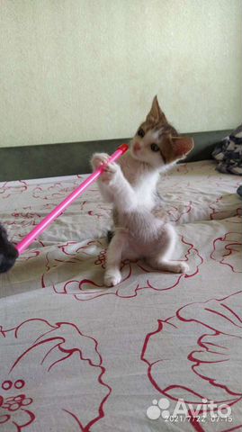 Крошечка-хаврошечка