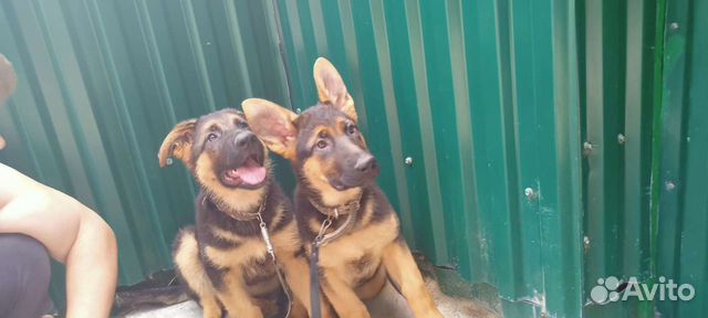 Щенки немецкой овчарки чепрачного окраса