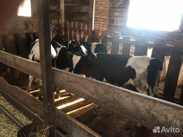 Телки Галштины