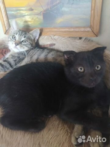 Котята ищут дом
