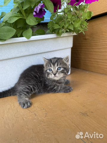 Британские котята