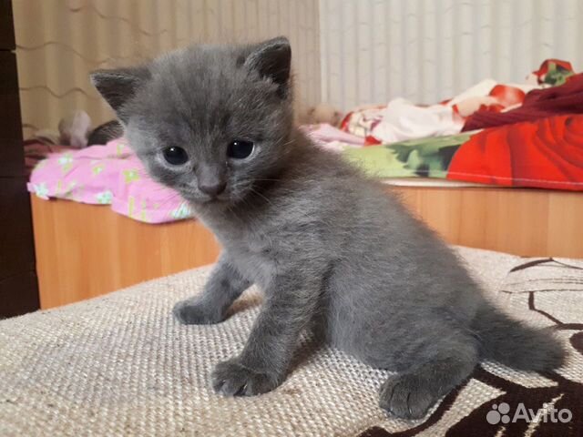 Котята русская голубая