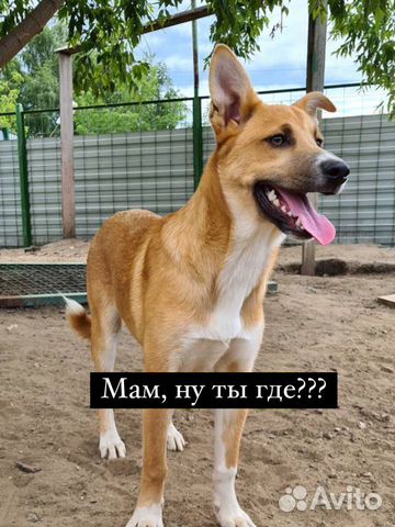 Рыжее солнышко в добрые руки