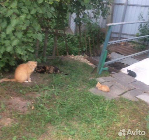 Ласковые котята погибают на улице