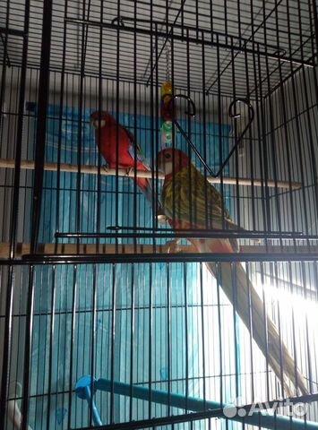 Продаю пару розелл с вольером