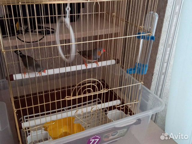 Певчие птицы амадина зебровая