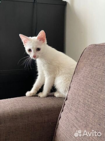 Котенок бесплатно