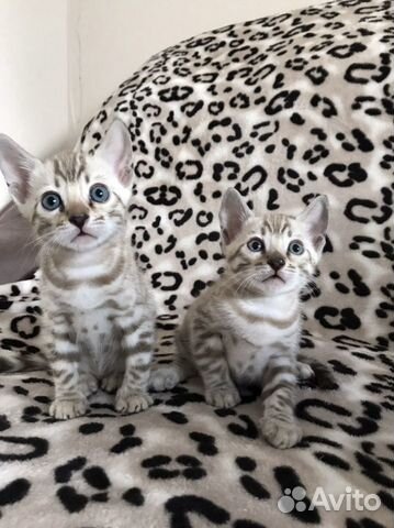 Бенгальские котята