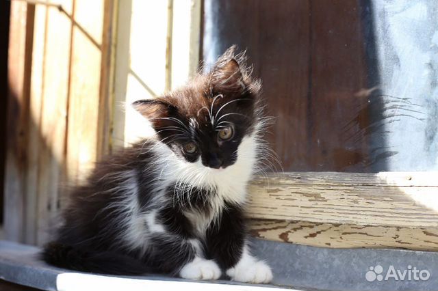 Котята ищут дом