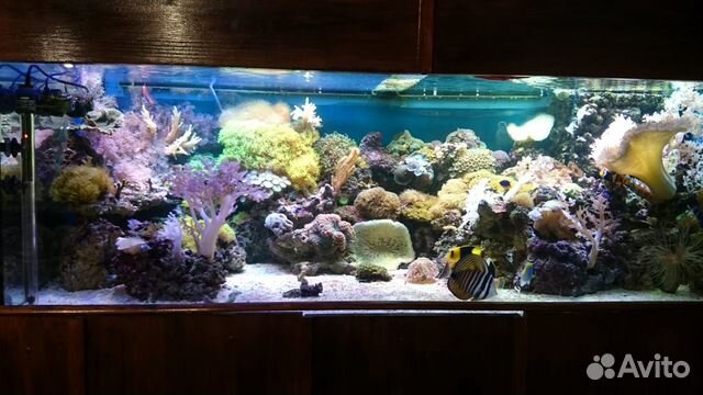 Продажа морских аквариумных рыб