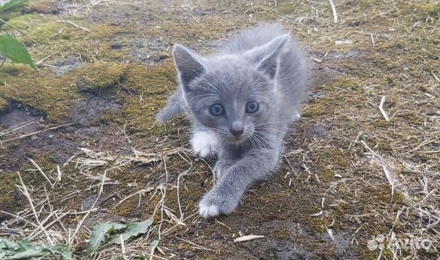 Котенок - красавица кошечка в добрые руки
