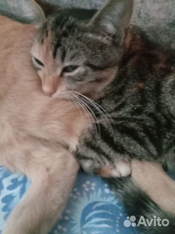 Кошка малышка 5 месяцев