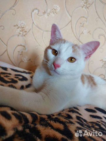 Котята в добрые руки 9 мес