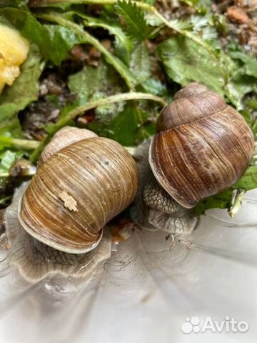 Взрослые улитки Ахатины (Achatina fulica)