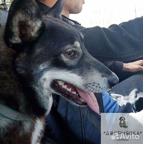 Собака в добрые руки