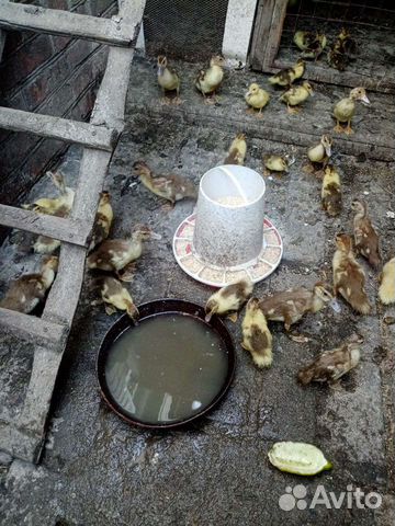 Утята индаутки