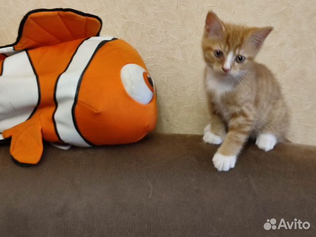 Рыжий котенок апельсин