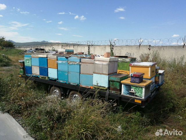 Пчелы карника