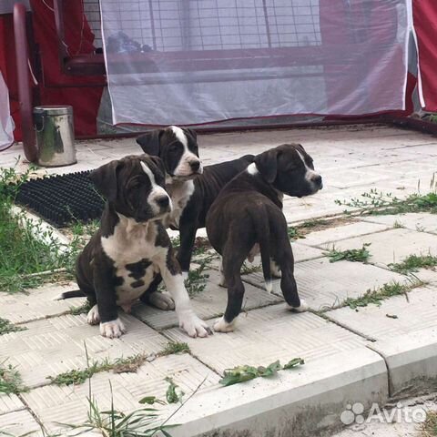 Американский стаффордширский терьер