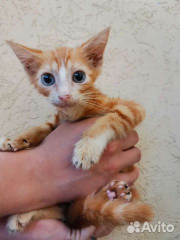 Котенок девочка 2.5мес