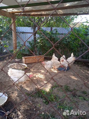 Куры несушки