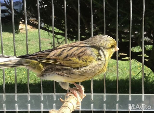 Кенар Глостер