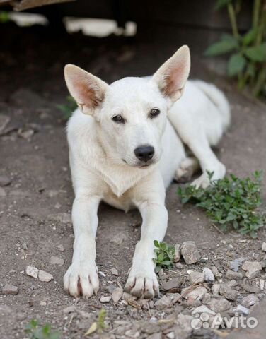 Щенок 4,5 месяца отдам в добрые руки