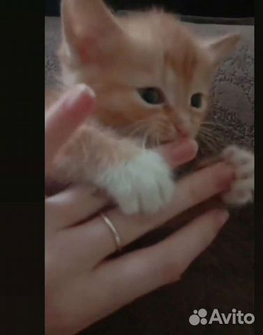 Маленький Симба