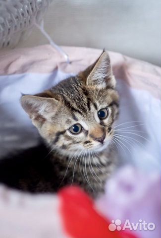 Очаровательный тигруля Котенок 3.5 мес
