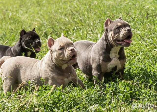 Американский булли - мощь, красота и грация